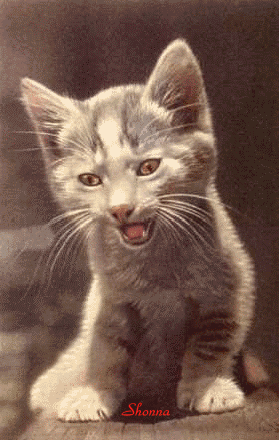 cat-blinking and smiling (in Animated GIFs)